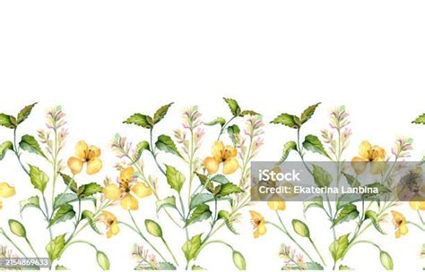 노란색 약용 꽃 쐐기풀 수채화 물감 이음새가 없는 테두리 흰색에 고립되어 있습니다 애기똥풀과 Urtica Dioica의 스케치 약용 식물 손으로 그린 유용한 꽃입니다 라벨