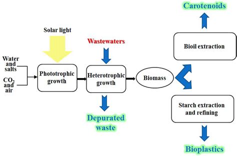 Schematic Representation Of The Two Stage Cultivation Of Microalgae For Download Scientific