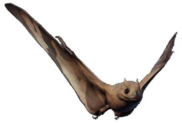 Discuss Everything About Dinopedia Fandom