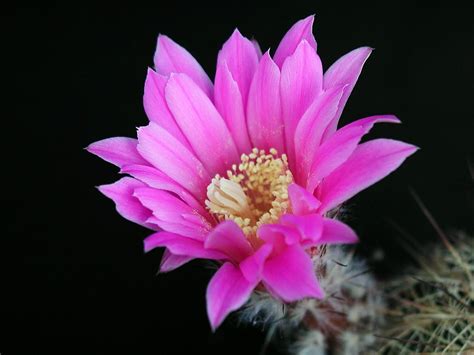 Free Picture Cactus Flower Blooming
