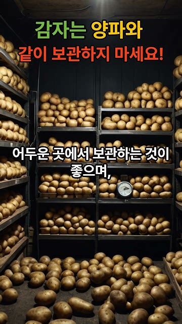 감자는 양파와 같이 보관하지 마세요 감자보관방법 감자와 양파 Youtube