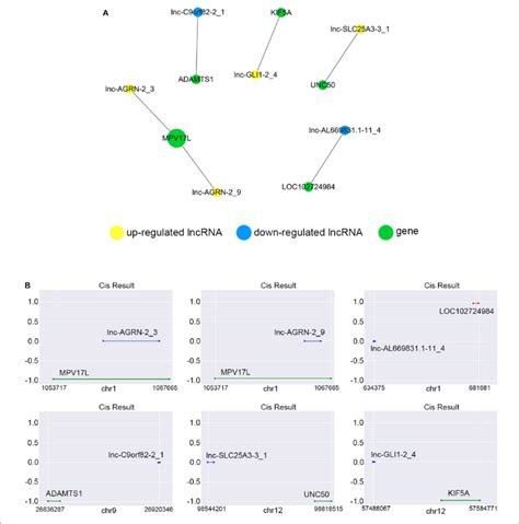 Construction Of Coding And Non Coding Co Expression Network A