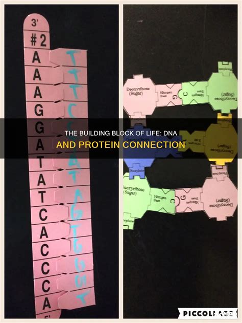 The Building Block Of Life Dna And Protein Connection Medshun