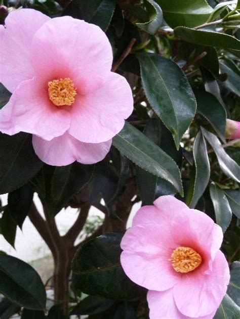 匂い椿、額田姫 Koriの ほぼ植物ブログ