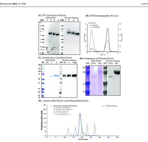 Activation Purification Identification Of Recombinant Ecarin