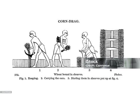 19th C 조각 고대 이집트 상형 문자 수확 및 옥수수 쌓기 고대 이집트인 1854 19세기에 대한 스톡 벡터 아트 및 기타