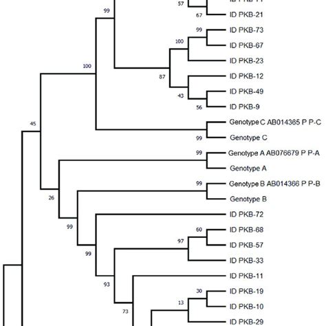 Phylogenetic Tree Analysis Of Reverse Transcriptase Gene Of Hepatitis B Download Scientific