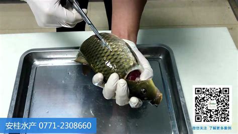 如何正确解剖鱼 腾讯视频