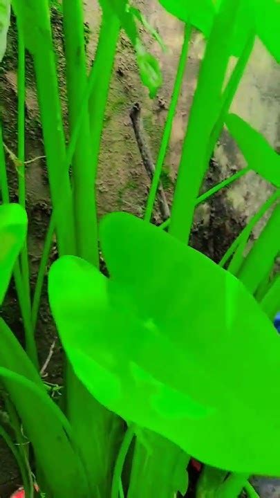 শুভ দুপুরের শুভেচ্ছা রইলো বন্ধুরা Youtube