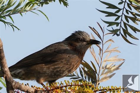 尾羽根が白いリュウキュウヒヨドリ 沖縄で野鳥観察