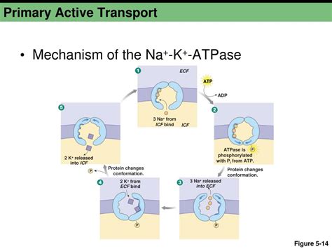Ppt Chapter 5a Powerpoint Presentation Free Download Id2484634