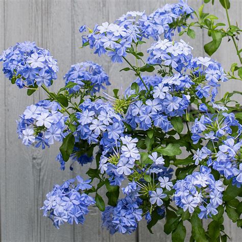 Plumbago Imperial Blue Plants
