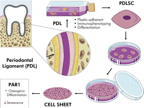 Periodontal Ligament Cells