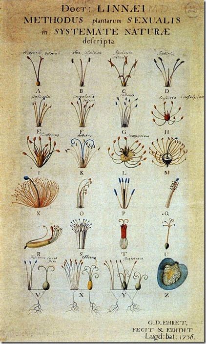 Difference Between Natural And Artificial Classification