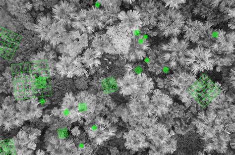 Sift Features Computation Over An Aerial Image Acquired In A Forest Download Scientific Diagram