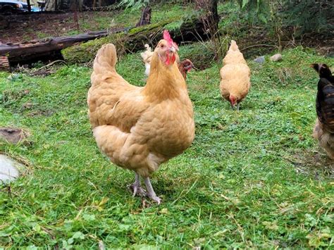 Orpingtons And More Classifieds For Jobs Rentals Cars Furniture