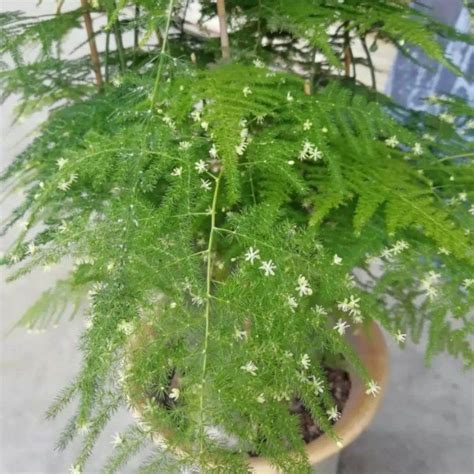 家里的文竹开满花内行人一看好运气要来了 开花
