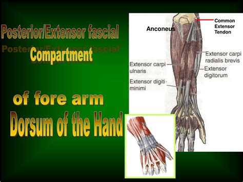 Ppt Muscles And Structures Of Forearm And Hand Extensor Compartment Powerpoint Presentation Ppt Muscles And Structures Of Forearm And Hand Extensor Compartment Powerpoint Presentation