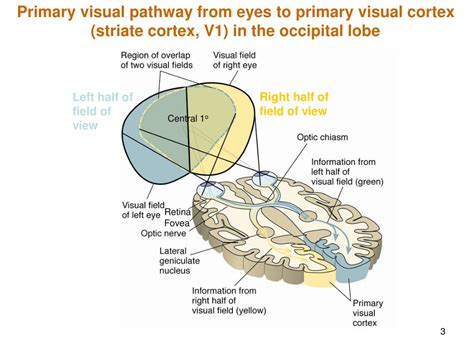 Ppt Understanding The Primary Visual Pathway In Cognitive Neuroscience Powerpoint Presentation