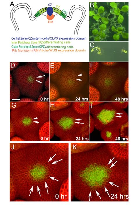 Ubiquitous Ectopic Wus Expression Induces Sequential Expansion Of The