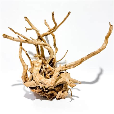 Radacina Acvariu Tw06