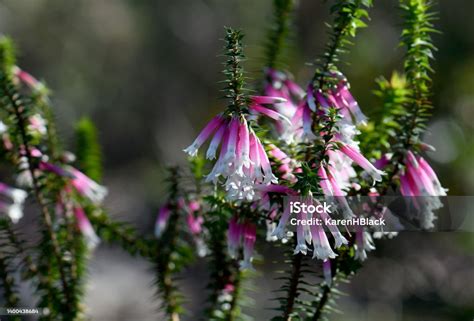 Bellshaped Flowers Of The Australian Native Fuchsia Heath Epacris