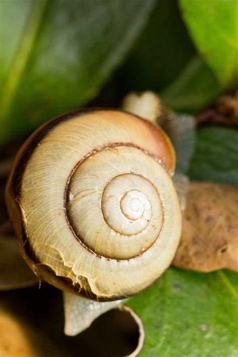 Extreme Closeup Of The Spiral Pattern Of A Snail Shell Stock Image Image Of Background Snail