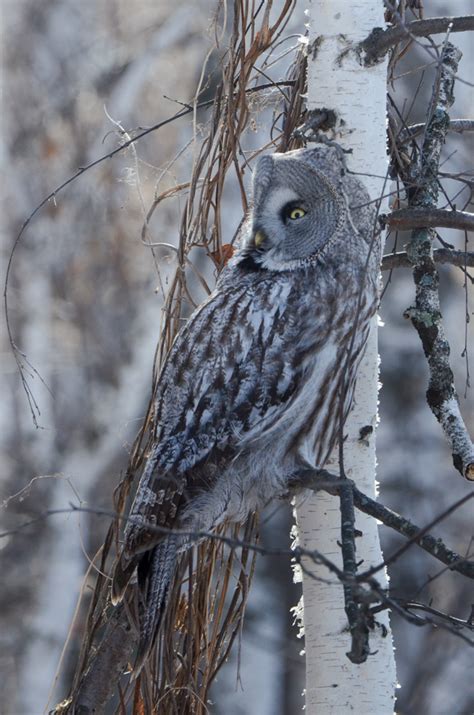 Бородатая неясыть Strix Nebulosa Птицы Сибири