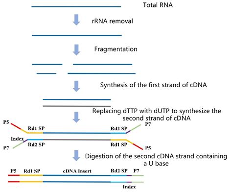 Understanding The Advantages Of Long Non Coding Rna Sequencing Novogene