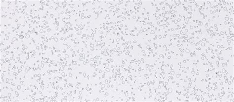 Mosaic Dalmatian Lithoi