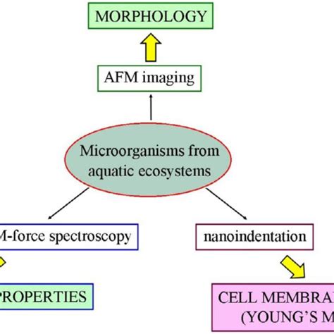 Schematic Representation Of The Applications Driven By Afm Imaging