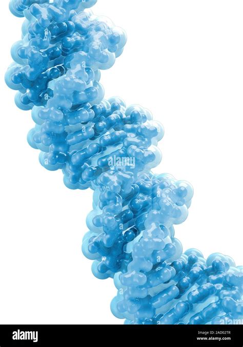 Dna Molecule Computer Illustration Of A Double Stranded Dna Deoxyribonucleic Acid Molecule
