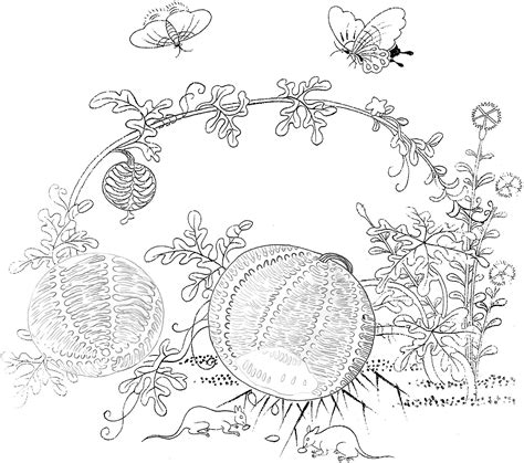 초충도 초 수박 가지 양귀비 맨드라미 네이버 블로그