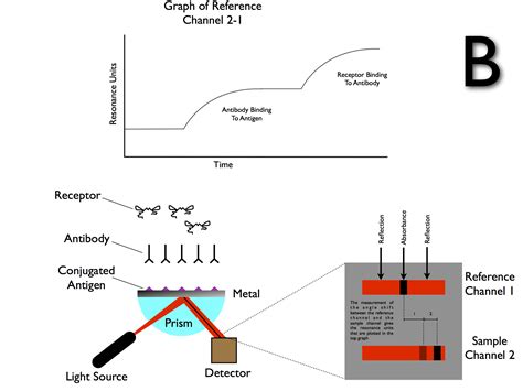 Surface Plasmon Resonance