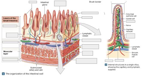 Schwarzlose Small Intestine Diagram Quizlet
