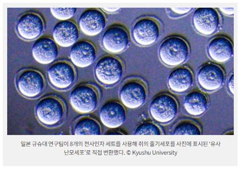 줄기세포를 ‘유사 난모세포로 변환했다 Bric