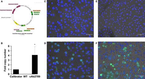 Confirmation Of Antigen Binding Fragment Production By Magec 10 5 Epcs Download Scientific