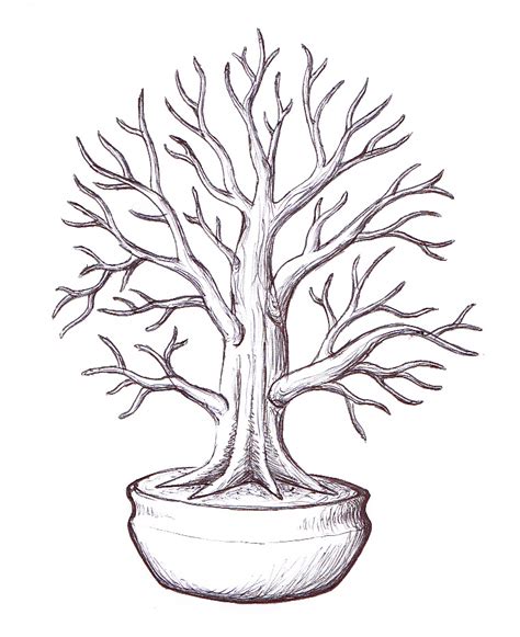 Japanese Maple Tree Drawing At GetDrawings Free Download
