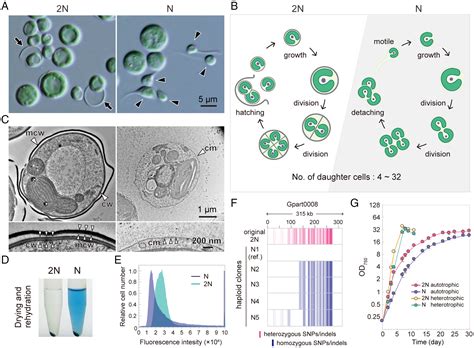 Unicellular Algae Examples