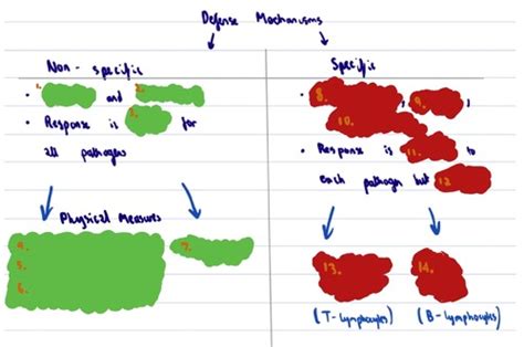 Cell Recognition And Immunity Flashcards Quizlet