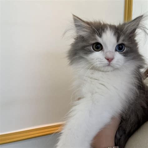 일산 2022 0090 페르시안 보일 책임분양 페르시안친칠라 구미강아지분양 애견분양샵 서울강아지분양 유기견센터 애완용강아지종류 대구유기견 반려견무료분양 강아지배변훈련