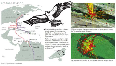 Osprey Location At Arthur Dwyer Blog