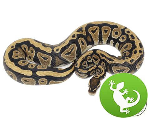 Best Cypress Ball Python In 2025 Ultimate Reptile