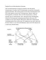 Understanding Sex Determination In Humans XX And XY Chromosomes Course Hero