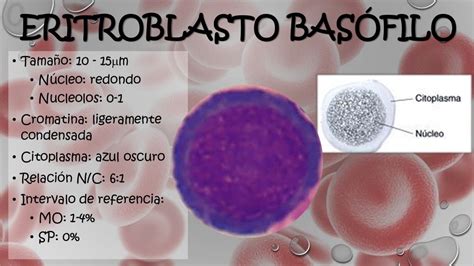 Morfología Normal Eritroide 2 Morfología Normal Eritroide 2