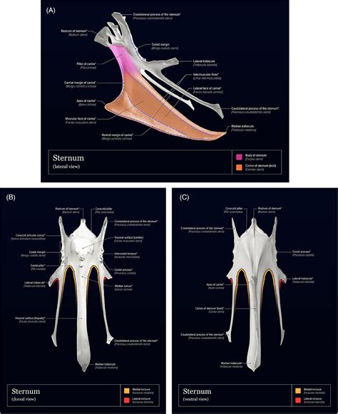 Sternum Anatomy Diagram Pectoralis Minor Anatomy Function And Diagram
