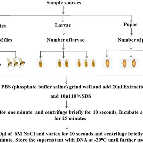 Comparative Representation Of Different Dna Isolation Methods From Insects Download
