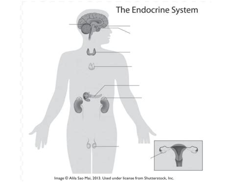The Endocrine System Labeling Quiz