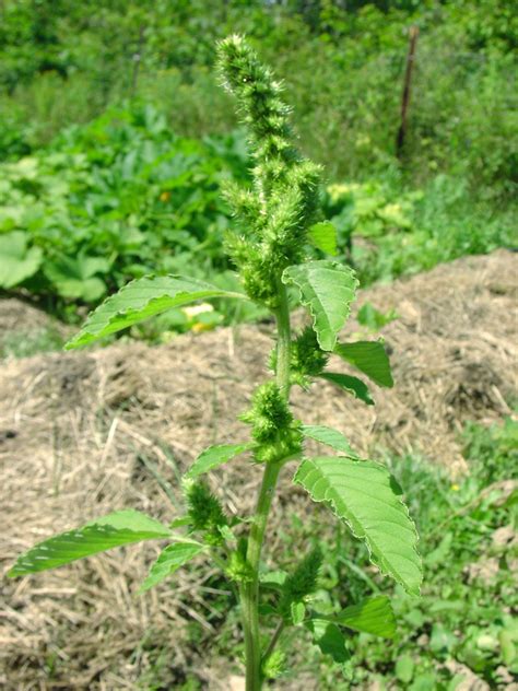 Amaranthus Retroflexus Red Rooted Amaranth Go Botany