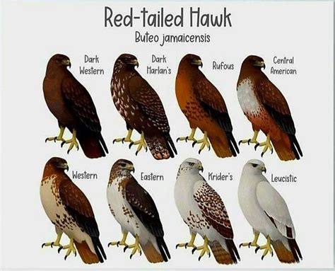 Red Tailed Hawk Identification Chart In 2025 Red Tailed Hawk Hawk